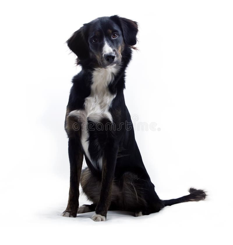 Perro - escuchando imagen de archivo. Imagen de caricia - 7603301