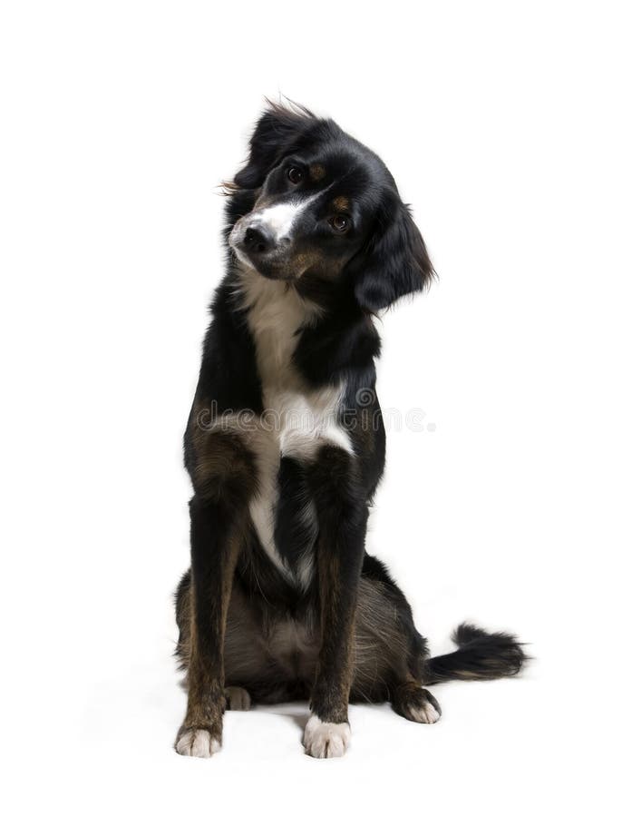 Perro - escuchando imagen de archivo. Imagen de canino - 7603313