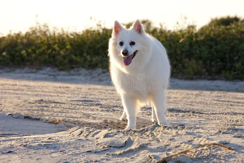 Perro esquimal americano foto de archivo. Imagen de casta - 11843394