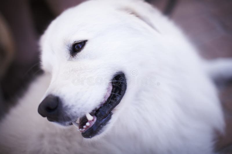 Perro esquimal americano foto de archivo. Imagen de melena - 13749440