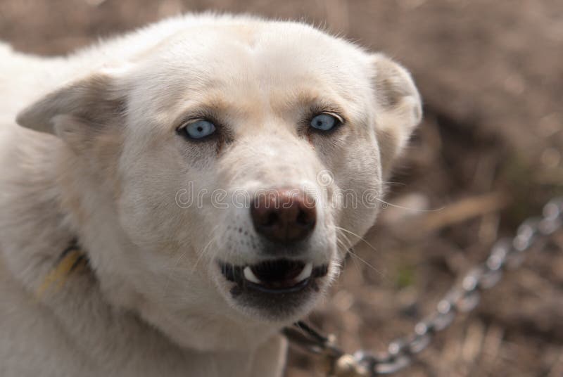 Perro Esquimal De Alaska Eyed Azul Imagen de archivo - Imagen de animal ...