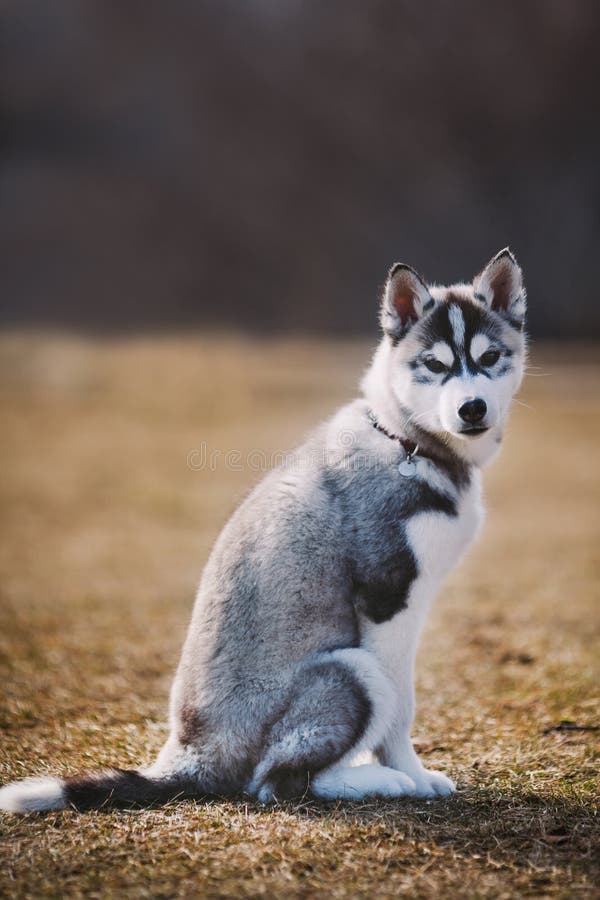 Perro Esquimal Del Perrito En El Parque Imagen de archivo - Imagen de ...