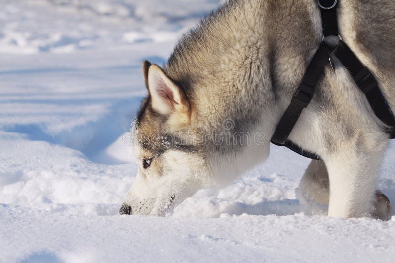 Perro esquimal en nieve imagen de archivo. Imagen de travieso - 12636201