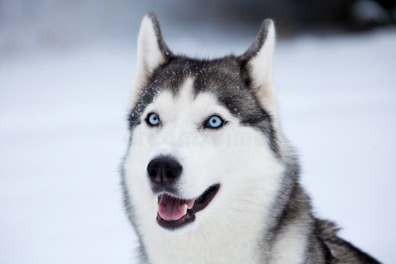 Perro esquimal joven foto de archivo. Imagen de animal - 22960194
