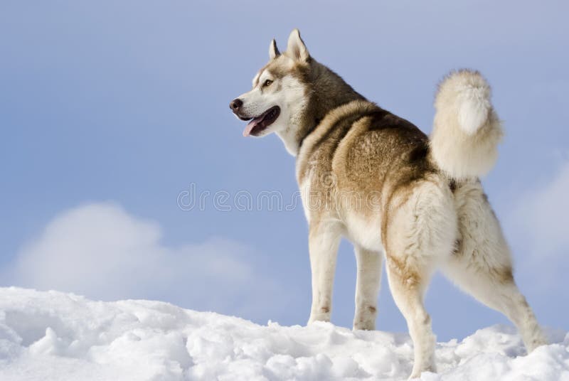 Perro Esquimal Siberiano En Un Paisaje De La Estepa Imagen de archivo ...