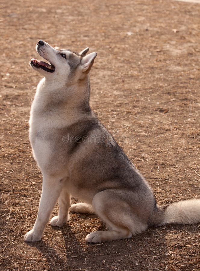 Perro esquimal siberiano imagen de archivo. Imagen de encantador - 23201611