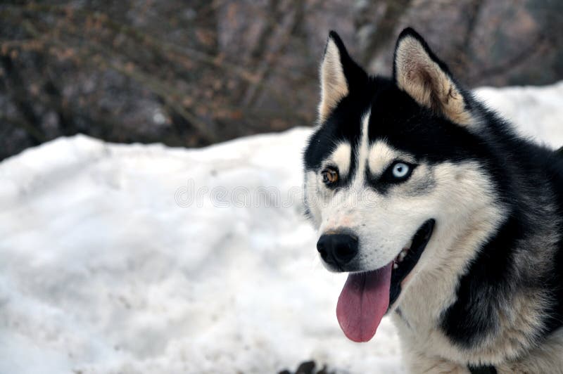 Perro esquimal siberiano imagen de archivo. Imagen de animal - 69592785