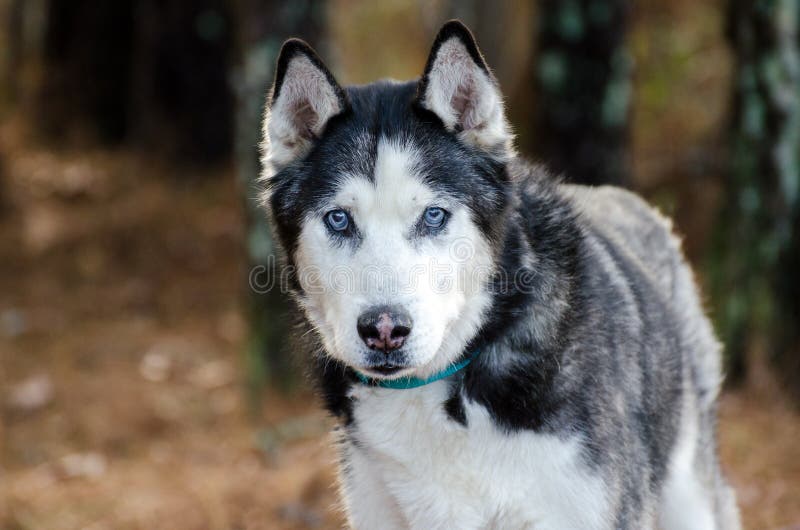 Perro Esquimal Siberiano Con Los Ojos Azules Foto de archivo - Imagen ...