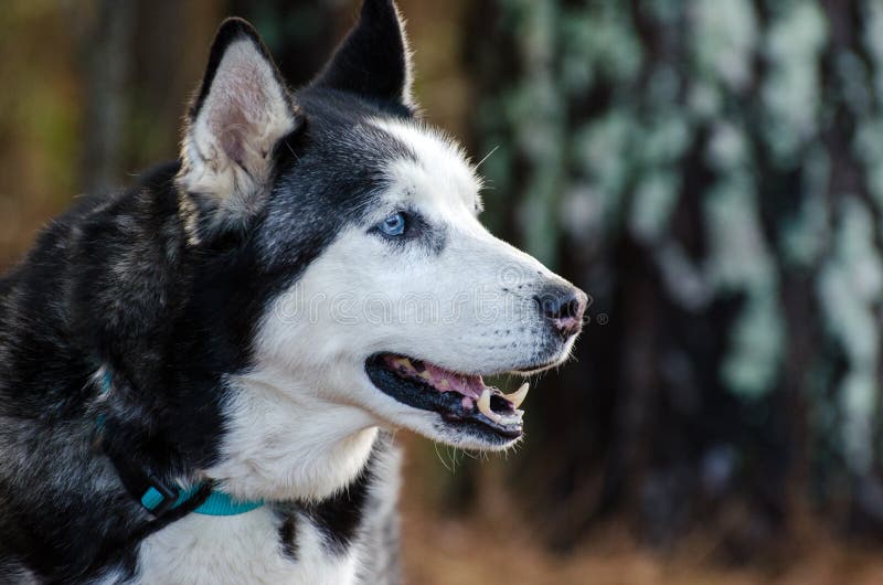 Perro Esquimal Siberiano Con Los Ojos Azules Imagen de archivo - Imagen ...