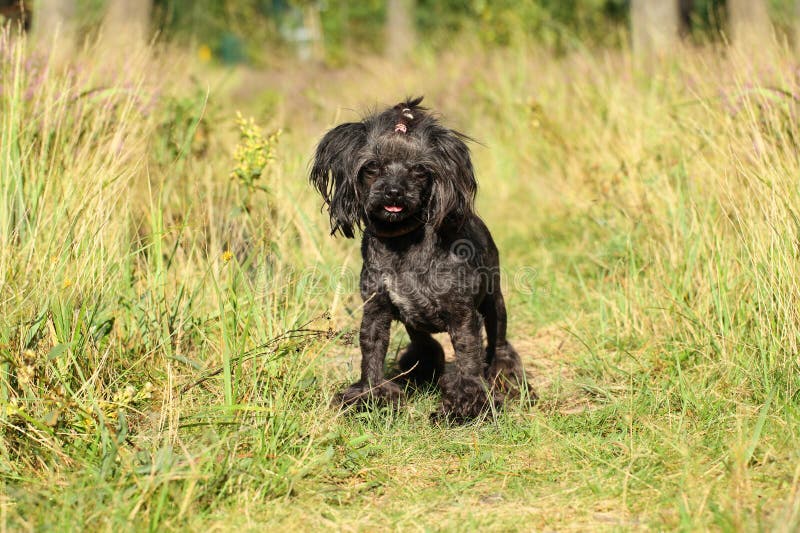 861 Perro Faldero Negro Fotos de stock - Fotos libres de regalías de ...