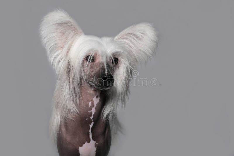 Perro Faldero En La Exposición Imagen de archivo - Imagen de decorativo ...