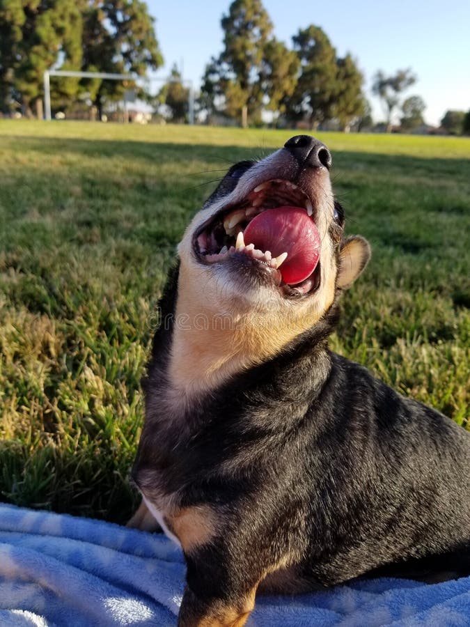 Perro feliz foto de archivo. Imagen de feliz, chihuahua - 130502314