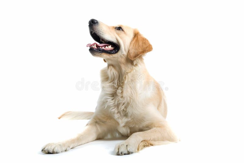 Perro feliz foto de archivo. Imagen de animal, lindo, adorable - 2865968