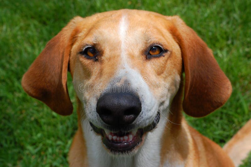 Perro feliz foto de archivo. Imagen de feliz, familia - 5113494
