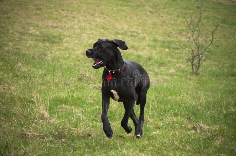 Perro feliz imagen de archivo. Imagen de exterior, collar - 69995497