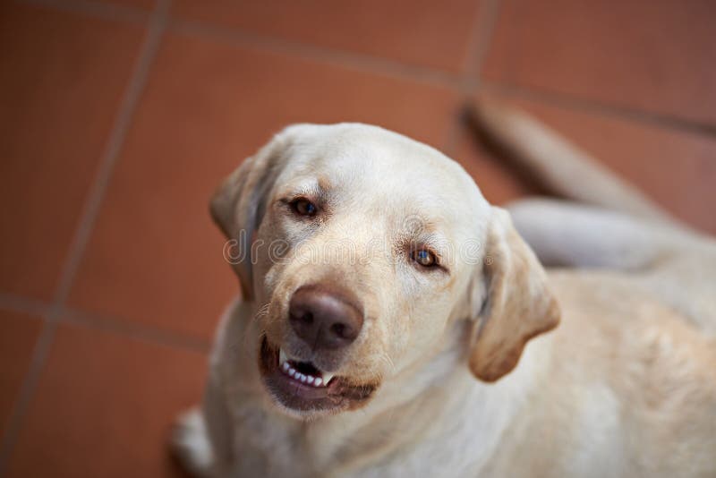 Perro feliz de Labrador foto de archivo. Imagen de perro - 102964360