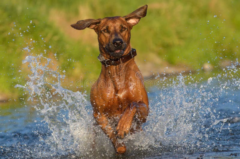 Perro feliz en el río foto de archivo. Imagen de perro - 34756176