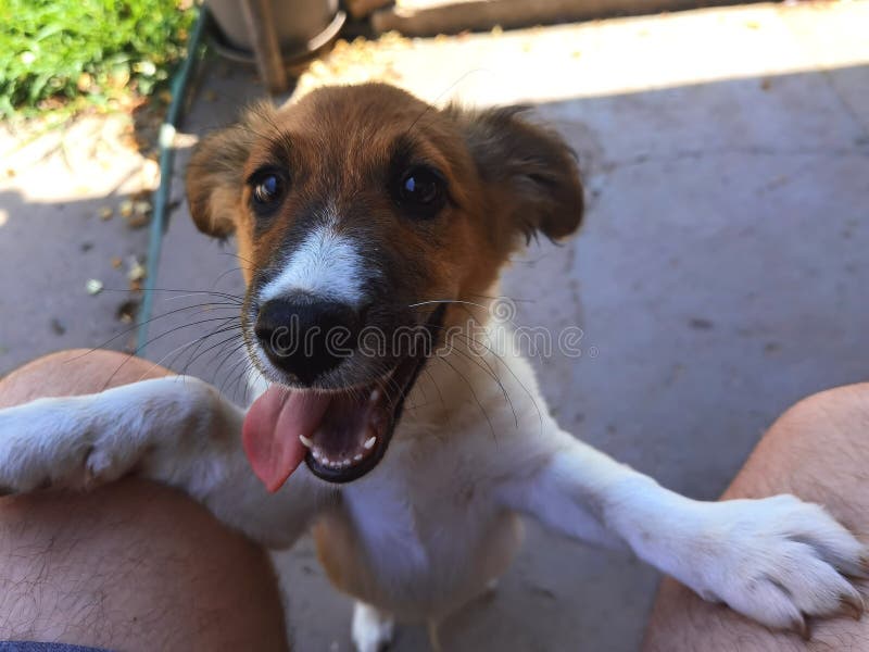 Perro Feliz Quiere Ser Mascota Foto de archivo - Imagen de animal ...