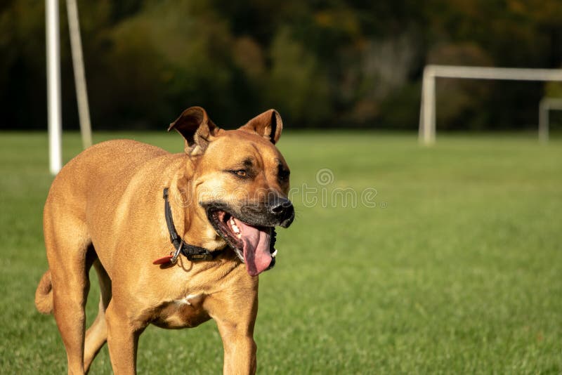 Perro Feliz Sonriente De Rhodesian Ridgeback En Parque Imagen de ...