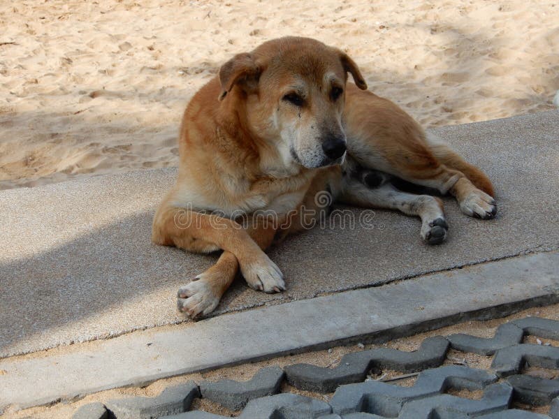 Perro Feral Gen; Canino imagen de archivo. Imagen de cazador - 107847323