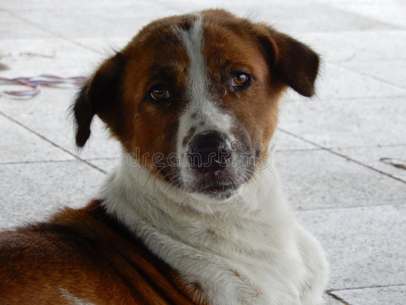 Perro Feral Gen; Canino foto de archivo. Imagen de perro - 107847326