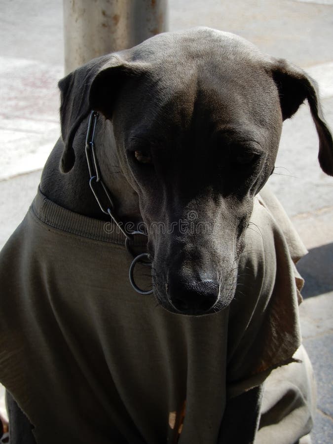 Perro Feral Gen; Canino imagen de archivo. Imagen de desechos - 107847329