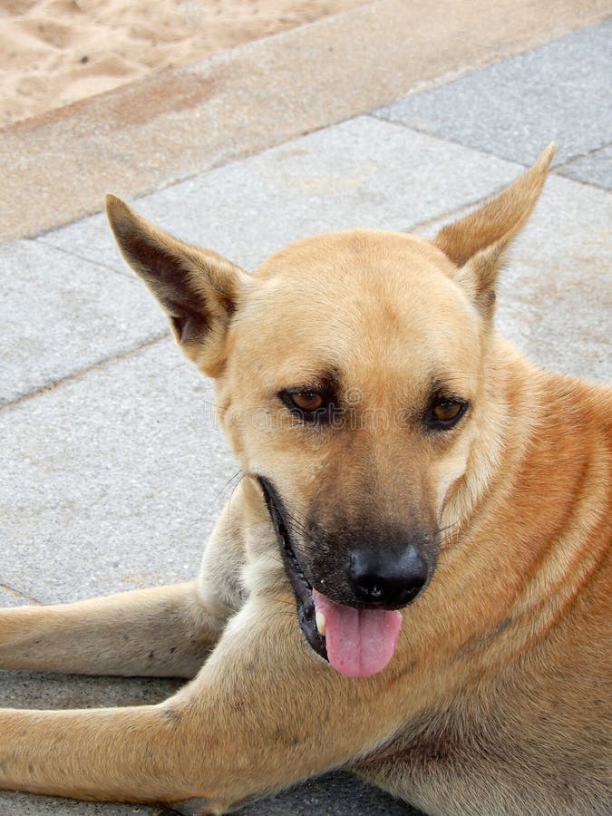 Perro Feral Gen; Canino foto de archivo. Imagen de tailandia - 107847470