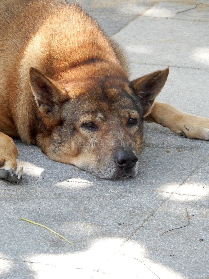 Perro Feral Gen; Canino foto de archivo. Imagen de tailandia - 107847470