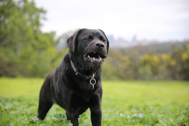 Perro feroz imagen de archivo. Imagen de afuera, ciudad - 215182469