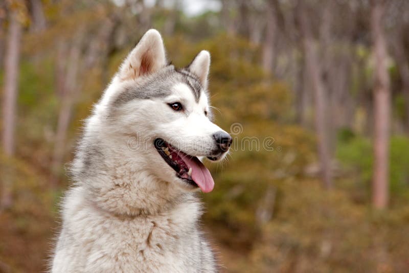 Perro fornido imagen de archivo. Imagen de perro, hojea - 25156289