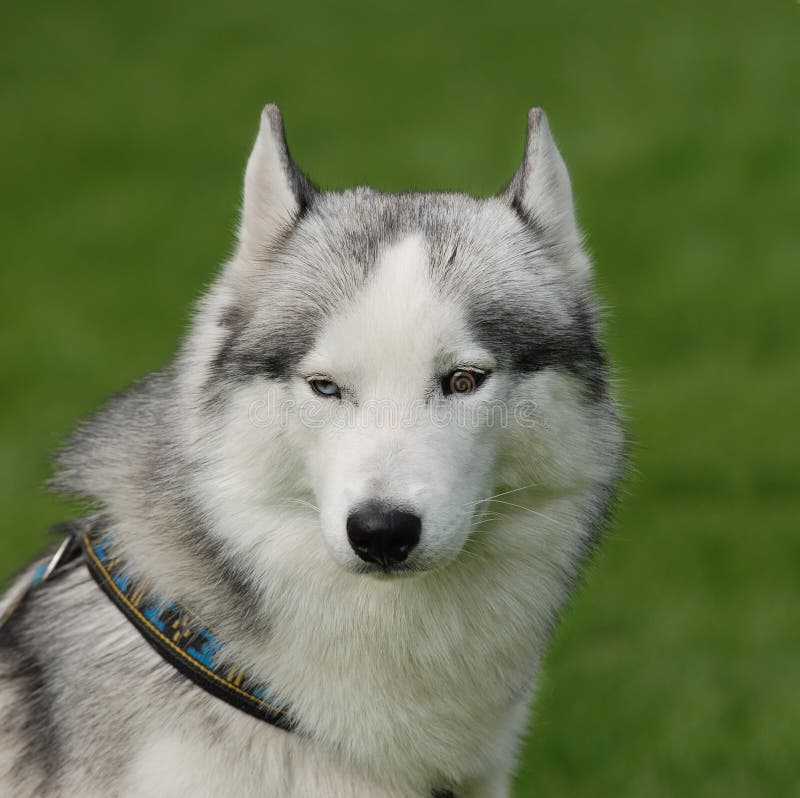 Perro fornido imagen de archivo. Imagen de divertido, retrato - 3002877