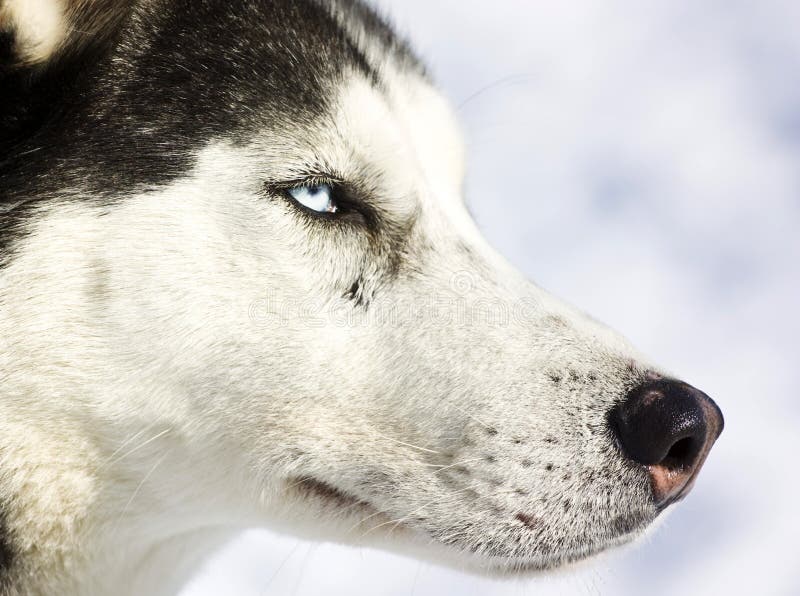 Perro Fornido Imagen. Imagen: 7751445