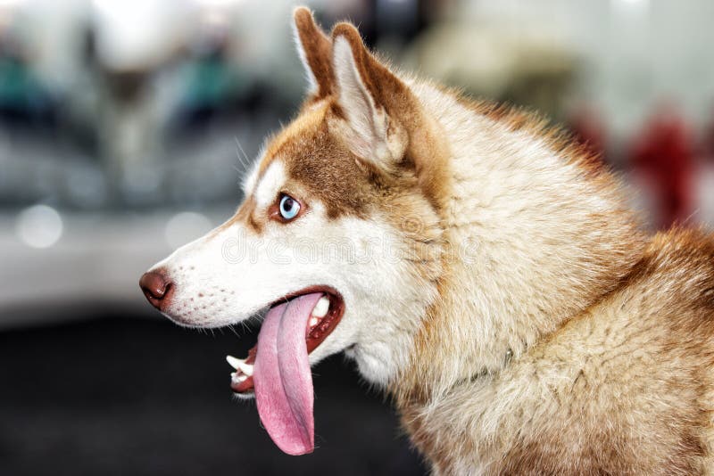Perro fornido en agilidad foto de archivo. Imagen de animal - 99055192