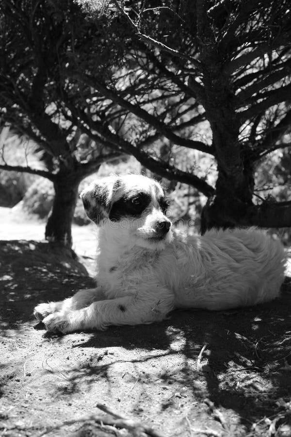 Perrito Negro Stock Photos - Free & Royalty-Free Stock Photos from ...