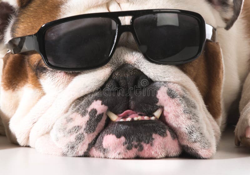 Perro fresco imagen de archivo. Imagen de mascota, cortinas - 45832893