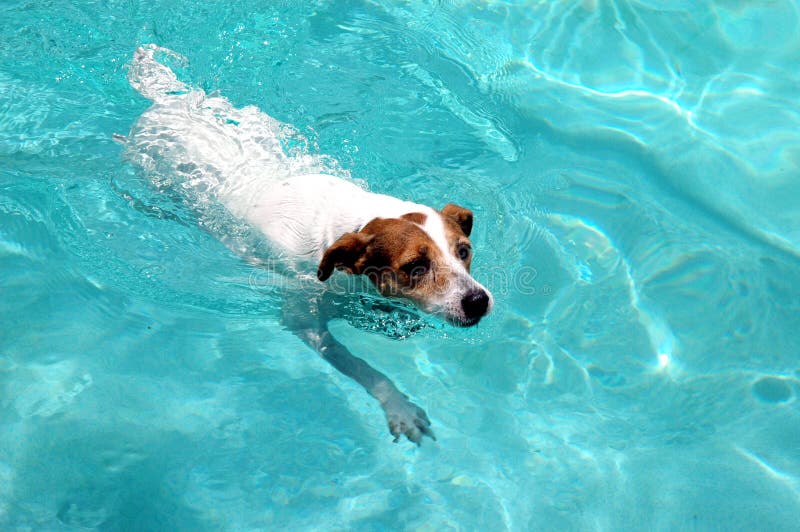 Perro fresco foto de archivo. Imagen de mojado, perro, mascota - 842148