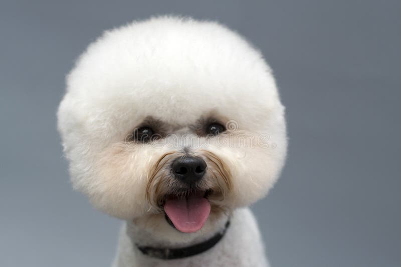Perro frito bishon foto de archivo. Imagen de suavidad - 197675294