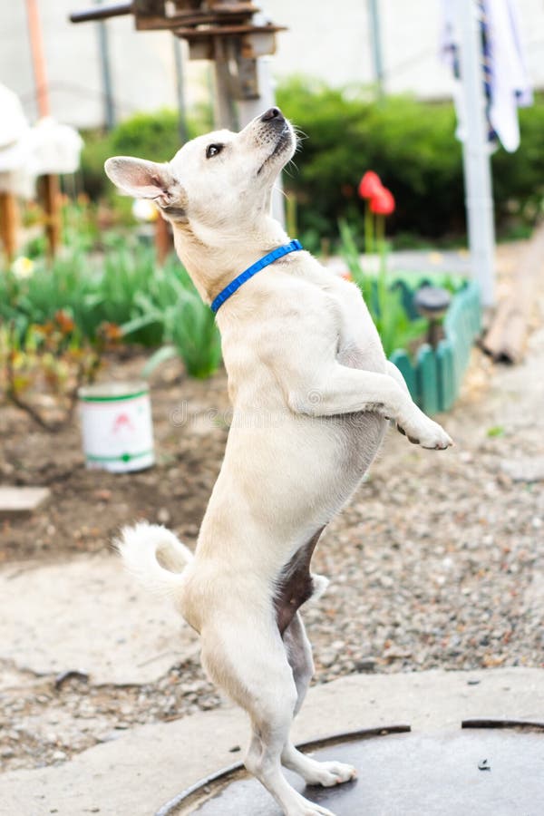 Perro Gracioso Parado En Sus Patas Traseras Imagen de archivo - Imagen ...