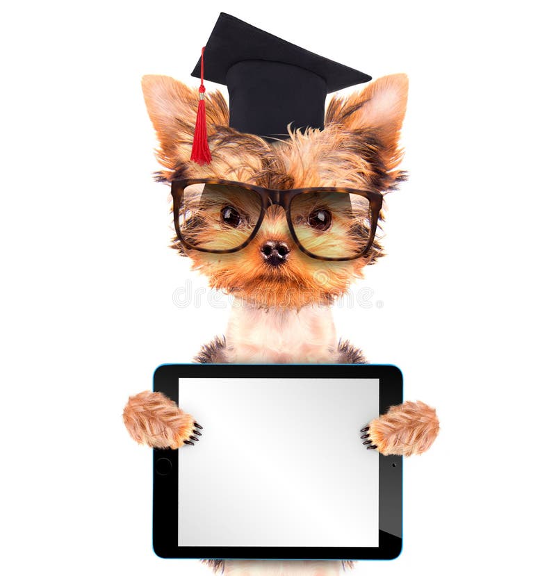 Perro Graduado Con PC De La Tableta Foto de archivo - Imagen de diploma ...