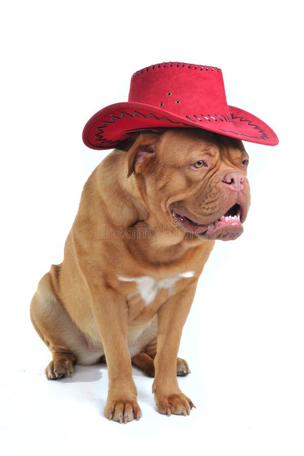 Perro Grande En Sombrero De Vaquero Imagen de archivo - Imagen de ropa ...