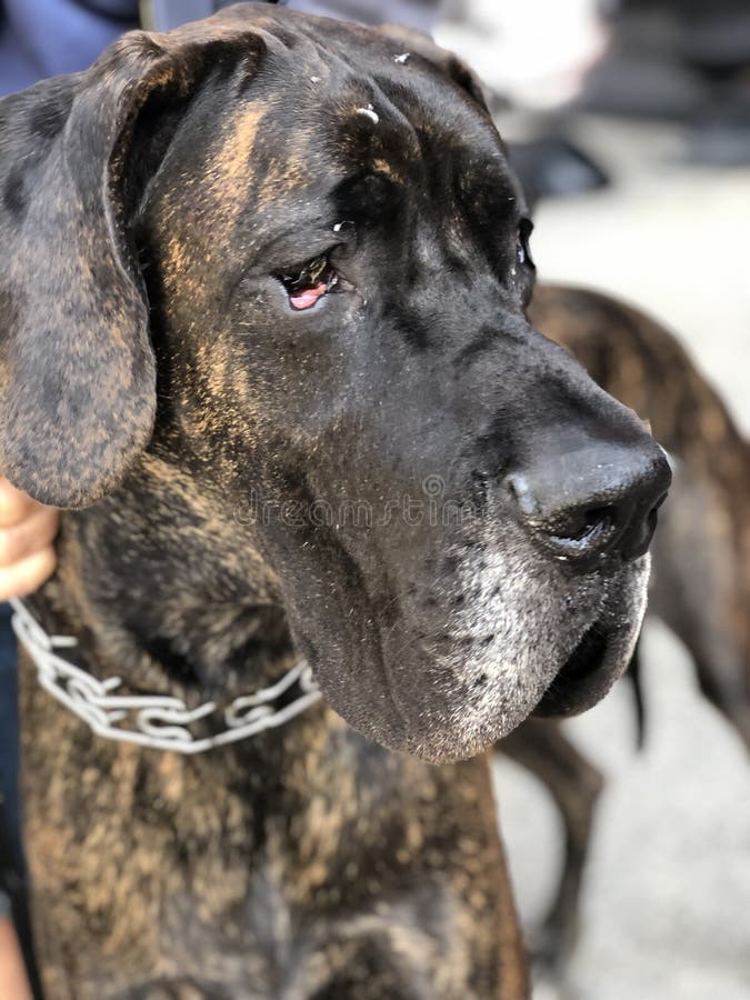 Perro grande foto de archivo. Imagen de lindo, mascota - 191729608