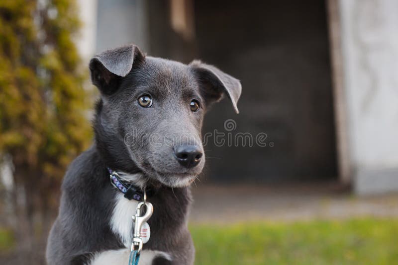 Perro Gris Con Pecho Blanco Imagen de archivo - Imagen de verde ...