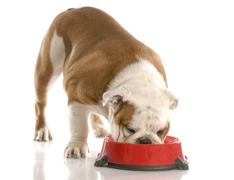 Perro hambriento imagen de archivo. Imagen de adorable - 13731621