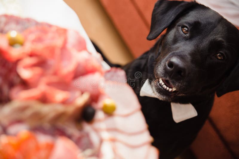 Perro hambriento foto de archivo. Imagen de cena, divertido - 38930514