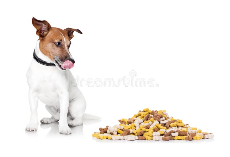 Perro hambriento imagen de archivo. Imagen de fondo, galletas - 64040877