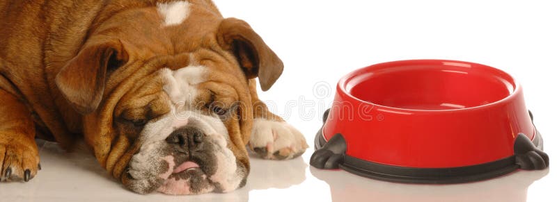 Perro hambriento imagen de archivo. Imagen de canino - 43950499