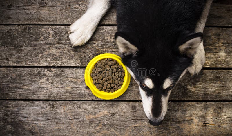 Perro Hambriento Con El Cuenco Foto de archivo - Imagen de francés ...