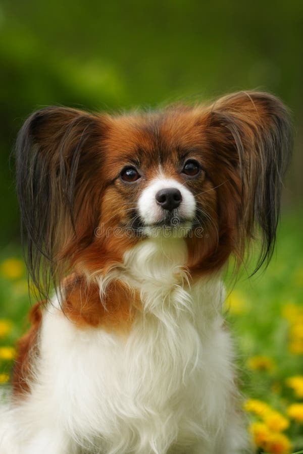 Perro Hermoso De La Raza Papillon Imagen de archivo - Imagen de ...