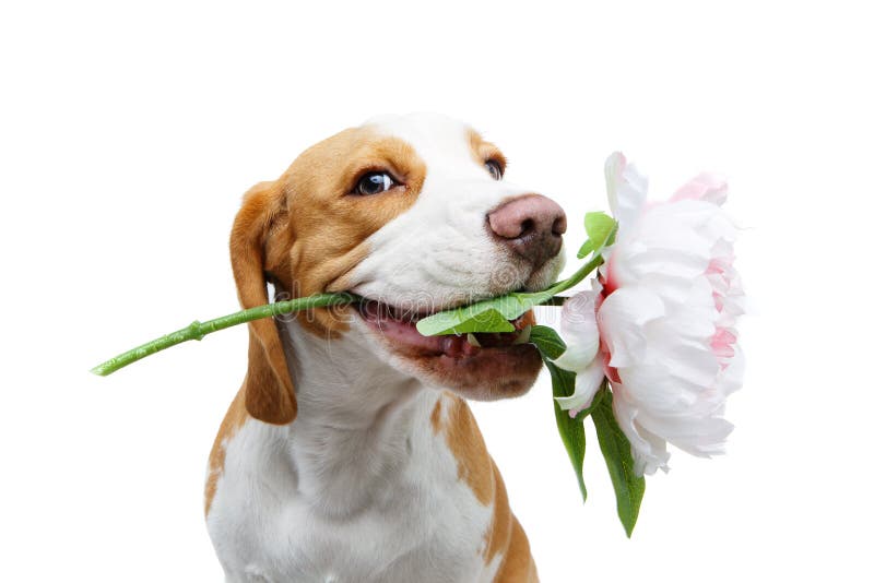 Perro Hermoso Del Beagle Con La Flor Imagen de archivo - Imagen de ...