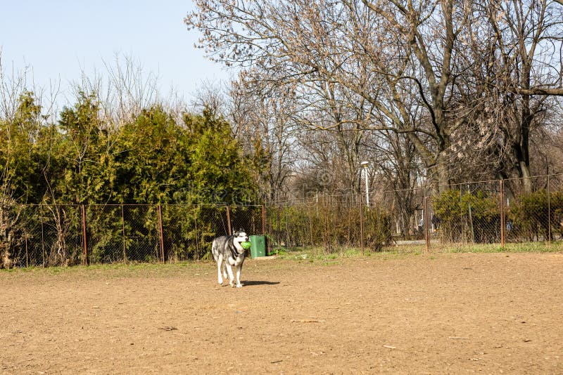 Perro Husky Siberiano Jugando En El Parque Foto de archivo - Imagen de ...